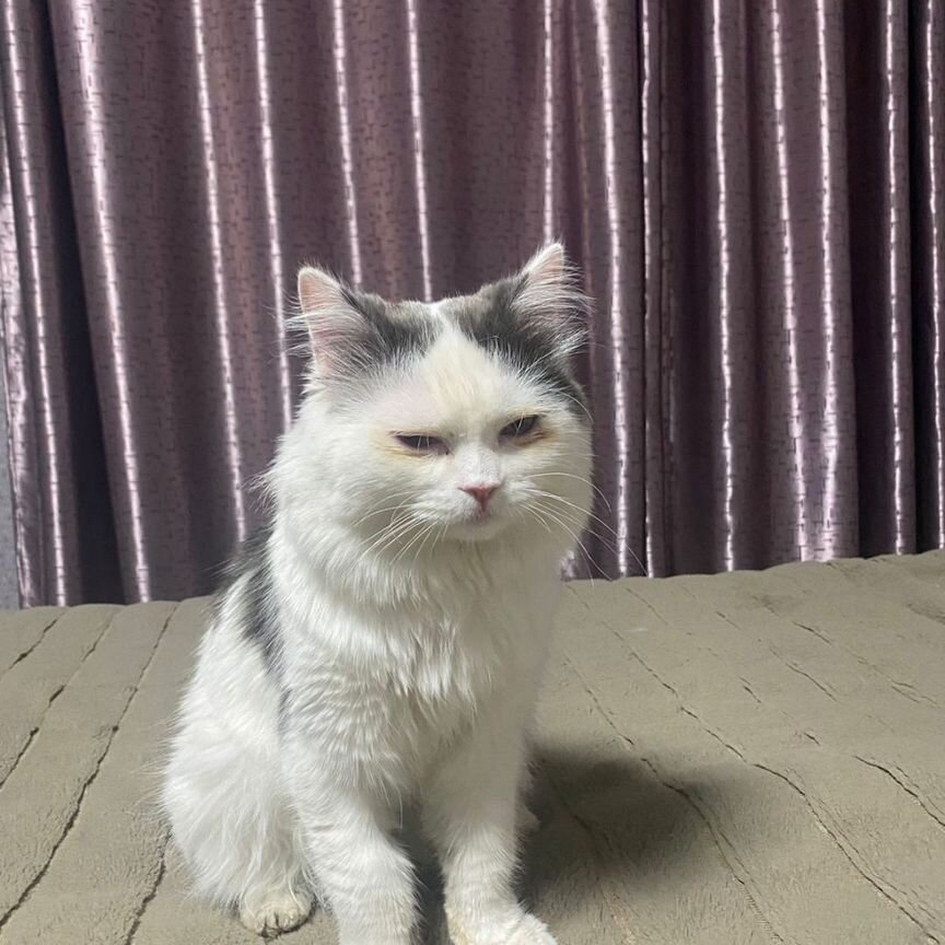 Персидский кот