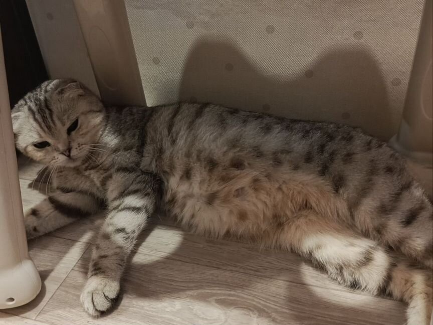 Котята Шотландские вислоухие