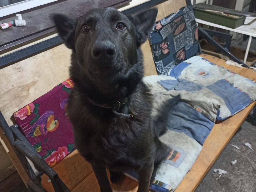 Черная немецкая овчарка