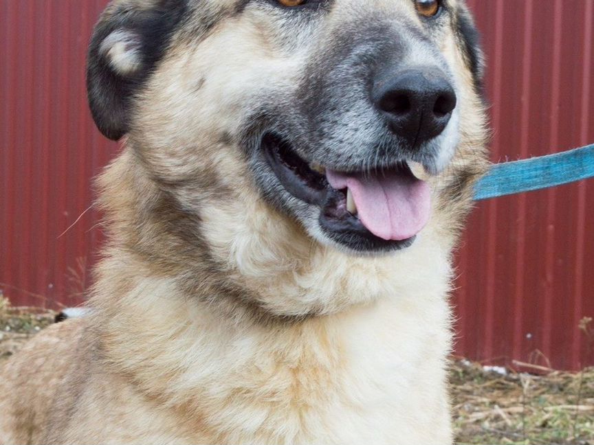 Собака Шанель