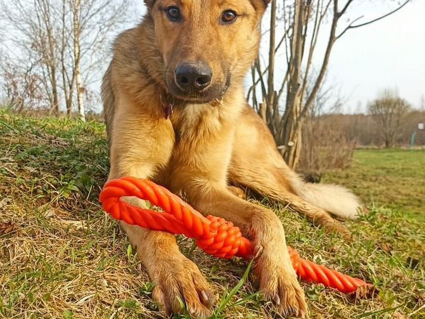 Собака в добрые руки