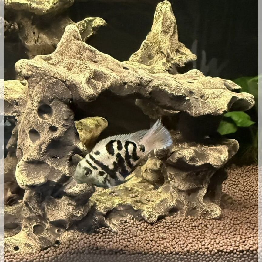 Рыбка Сапфировый попугай (попугай зебра)