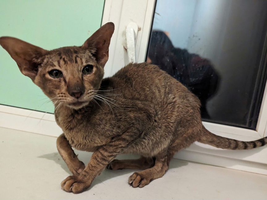 Ориентальная кошка бесплатно, 3 года