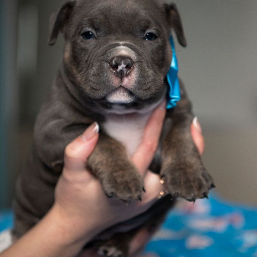 Американский булли, щенок