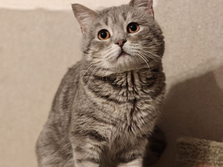 Британский кот любимчик и добряк