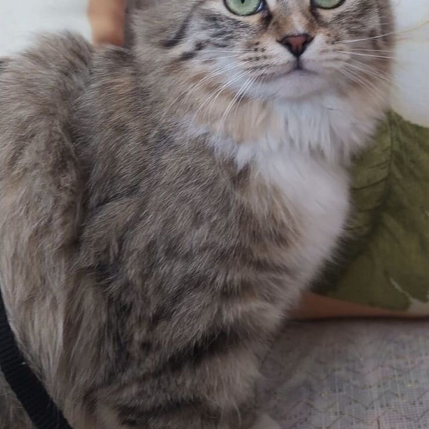 Кошечка стерилизованная