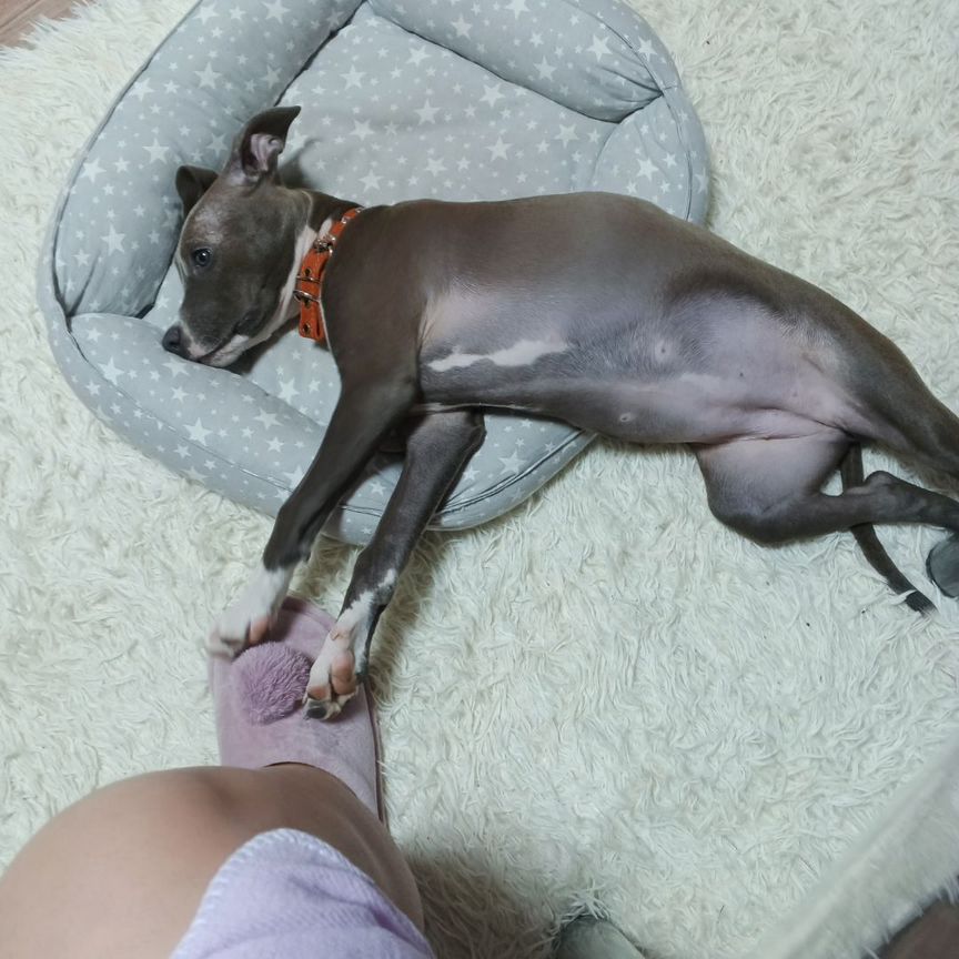 Отдам щенка стафф