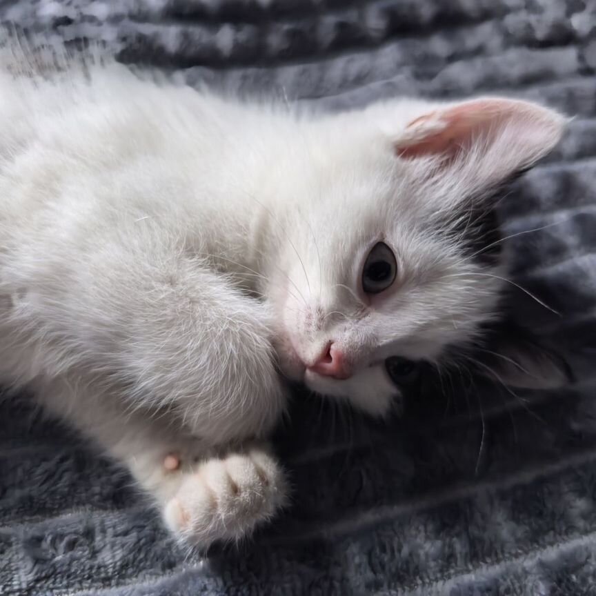 Котёнок в добрые руки