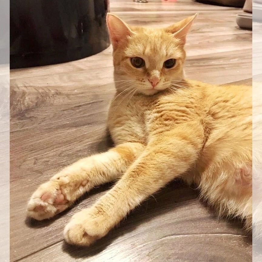 Кошка