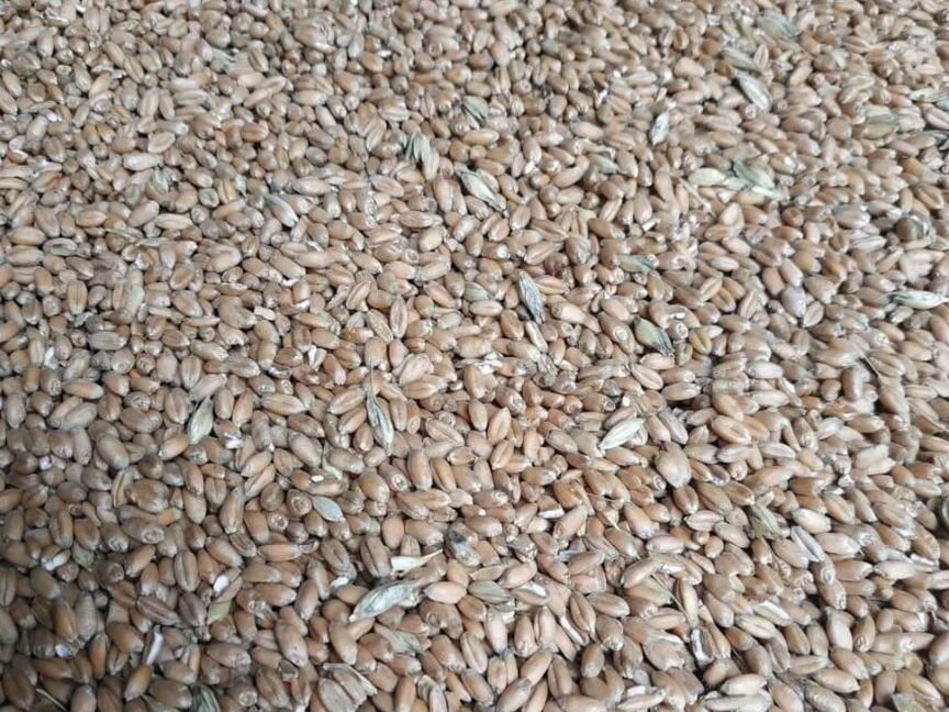 Гречиха, Кормовой овёс на корм