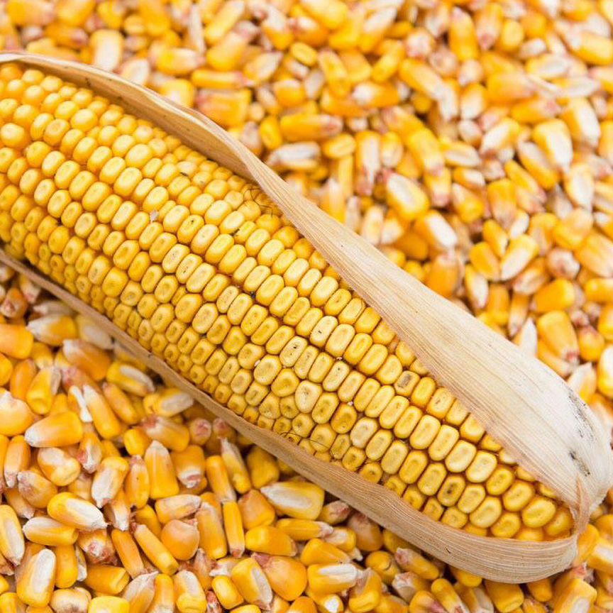 Кукуруза кормовая