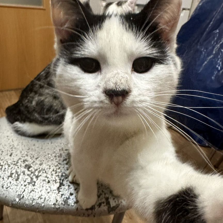 Котята в добрые руки бесплатно