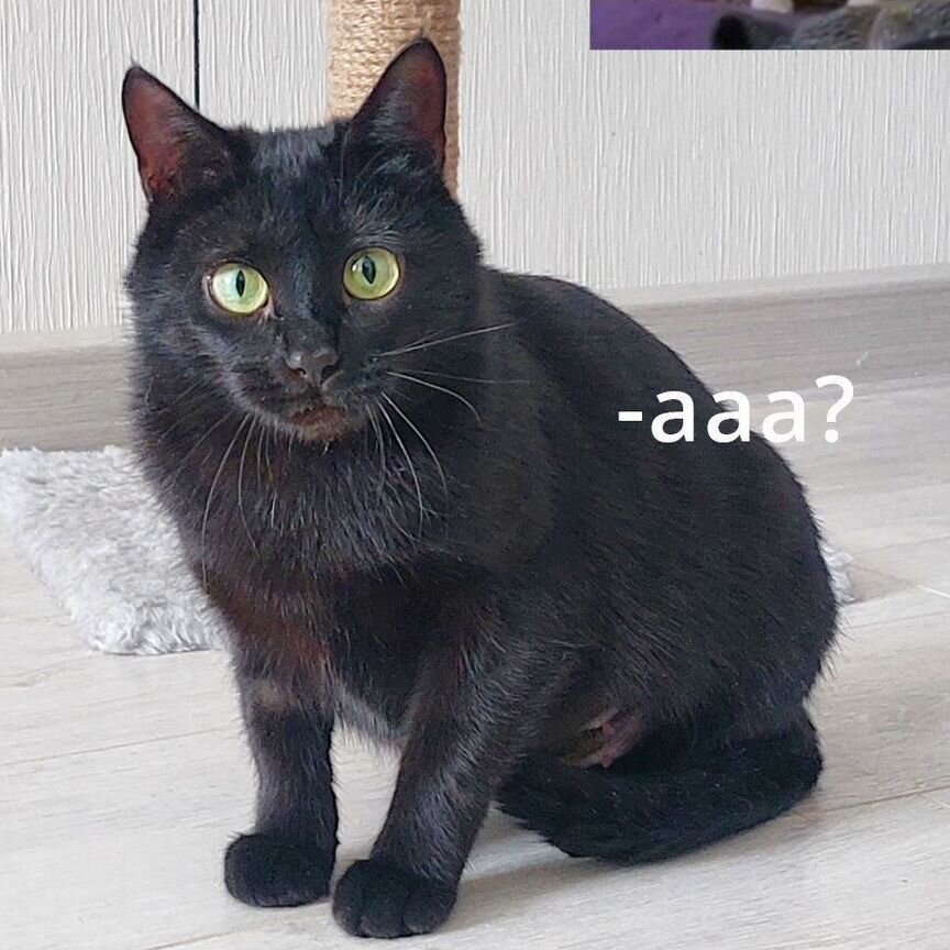 Кошечка чёрная 1,5 года