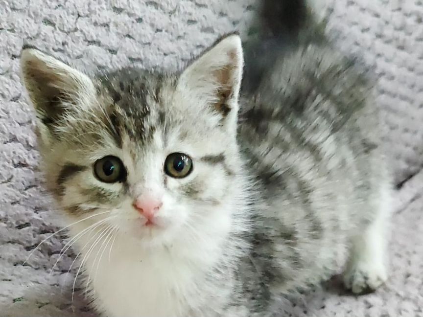 Котëнок ищет дом