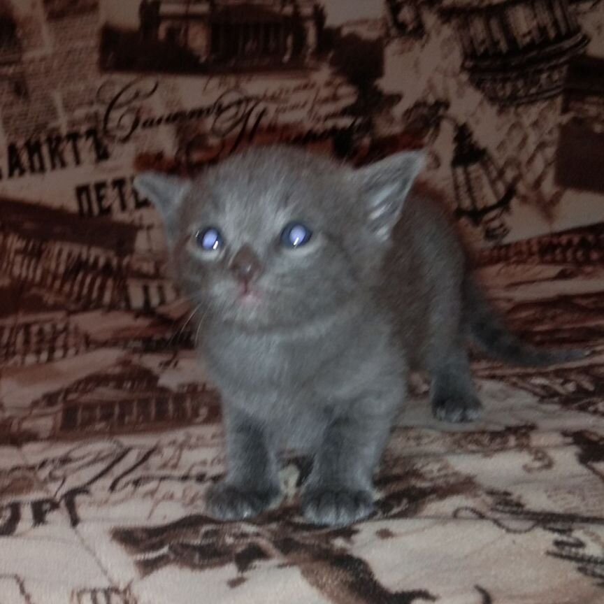 Котенок