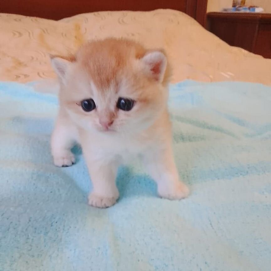 Котята Золотая шиншилла