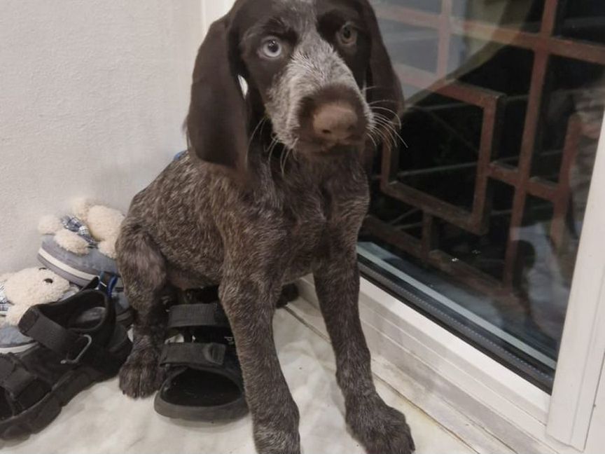 Щенки дратхаара