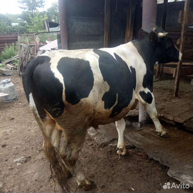 Быки на мясо