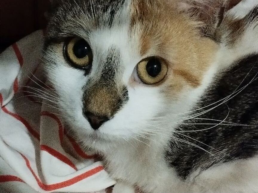 Кошка Муся