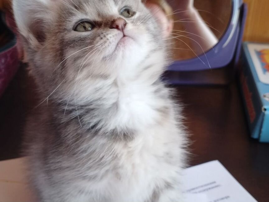 Кошечка