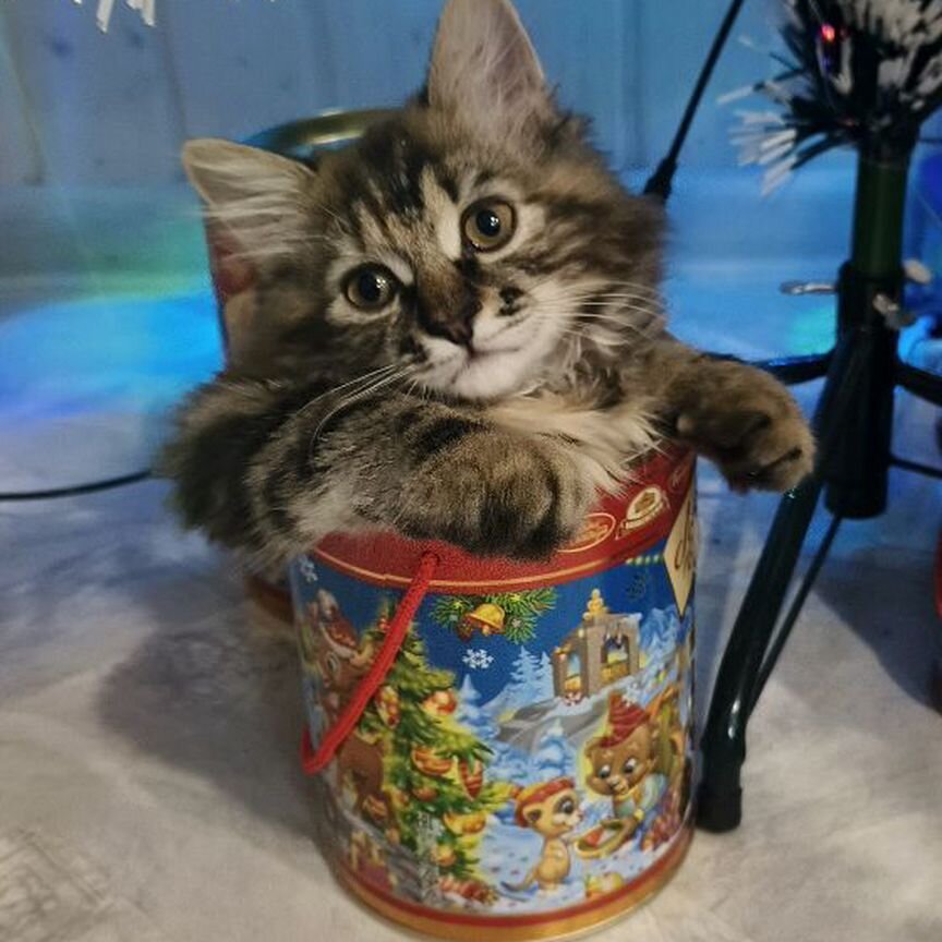 Курильский бобтейл длинношёрстный котёнок