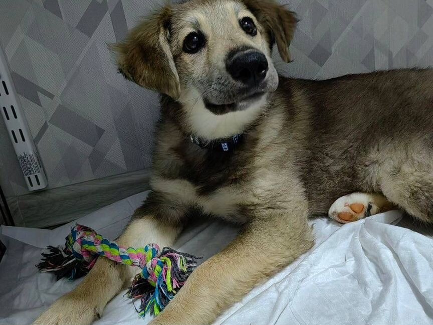 Щенок в добрые руки