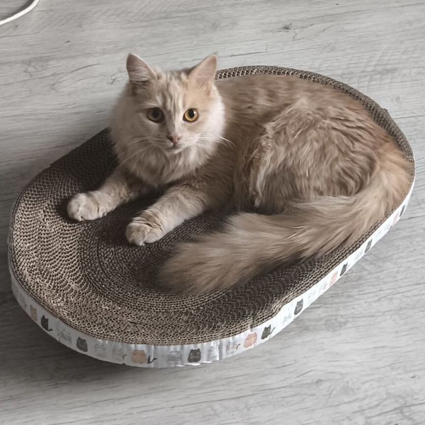 Котёнок от частного владельца