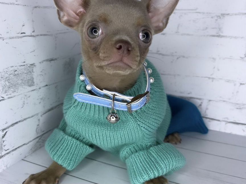 Luxury лиловый мальчик чихуахуа