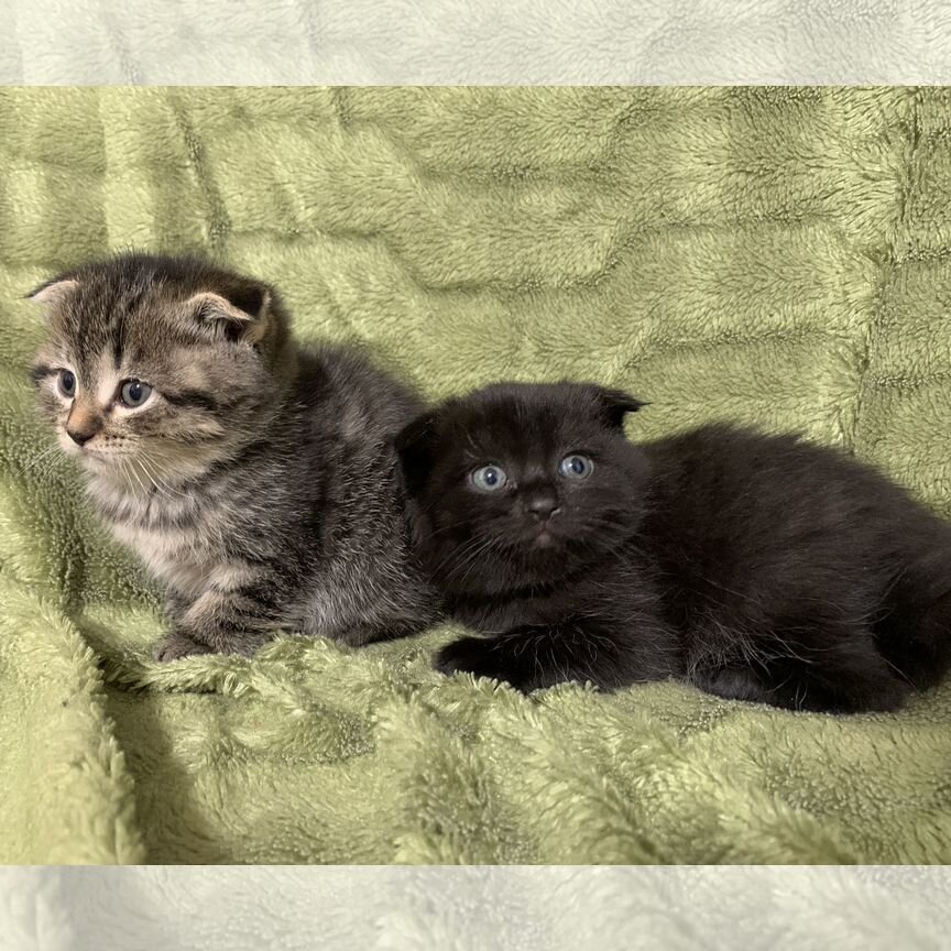 Шотландский вислоухий короткошёрстный котёнок