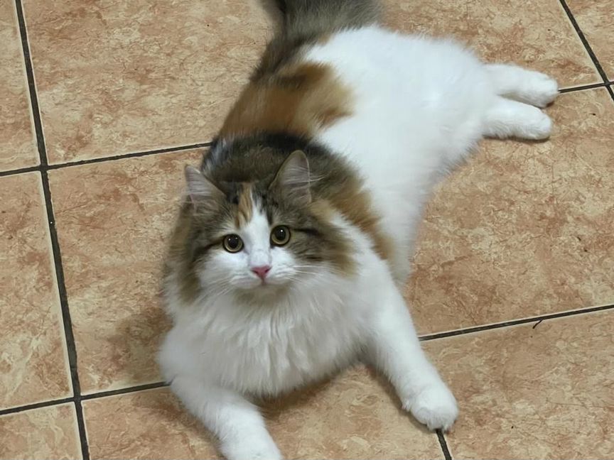 Кошечка в добрые руки,Сюзя,2 года