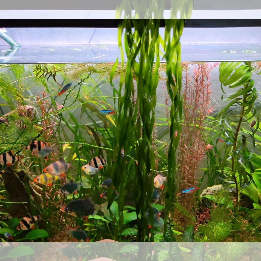 Валлиснерия спиральная