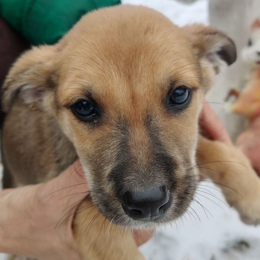 Щенок в добрые руки