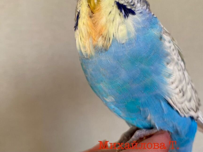 Выставочный волнистый попугай, Чех