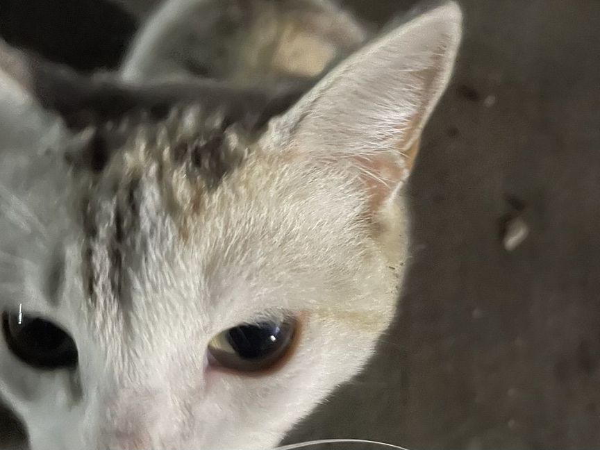 Кошка