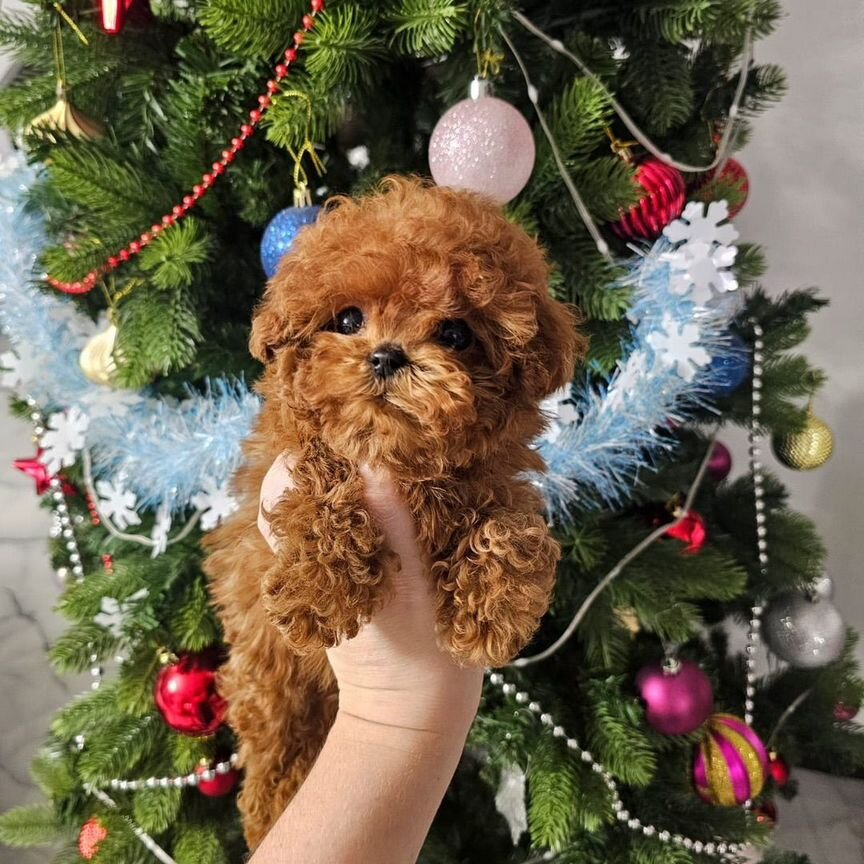 Тикап тедди пудель из Китая