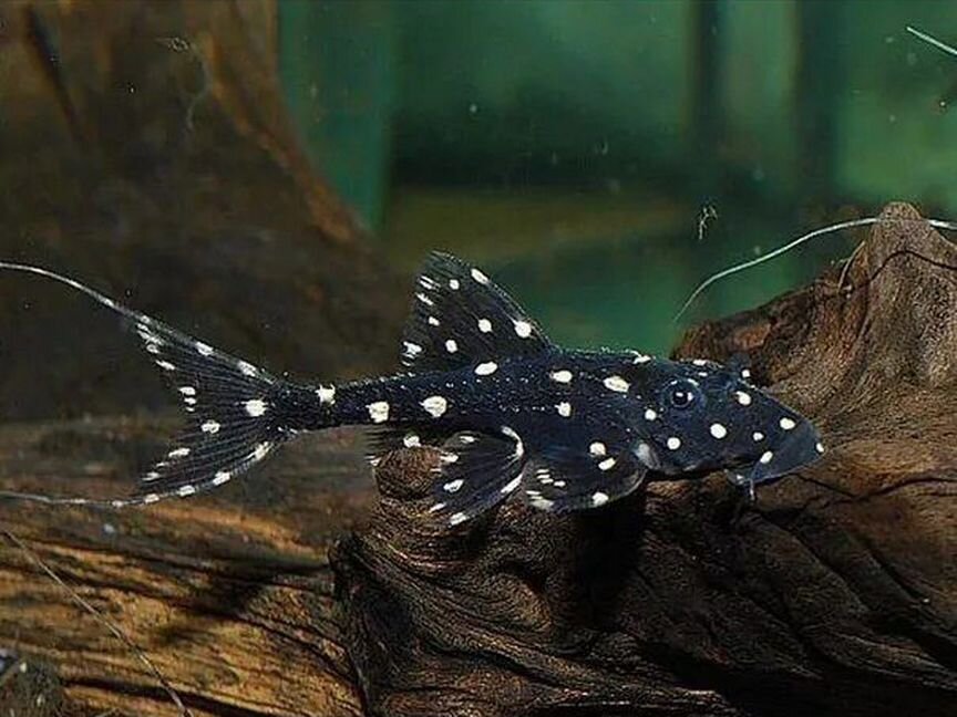 Сом акантикус адонис L155