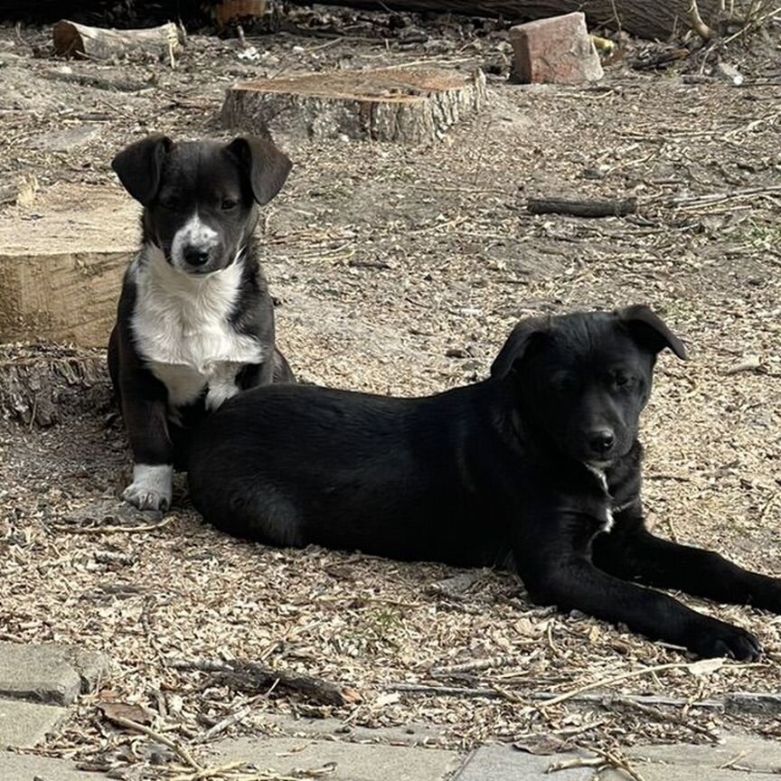 Собака в добрые руки щенок