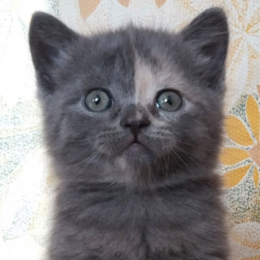 Продаю котят