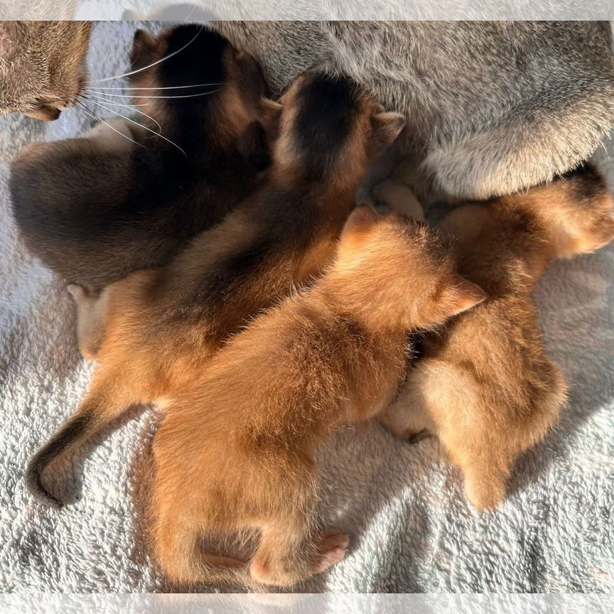 Аббисинские котята