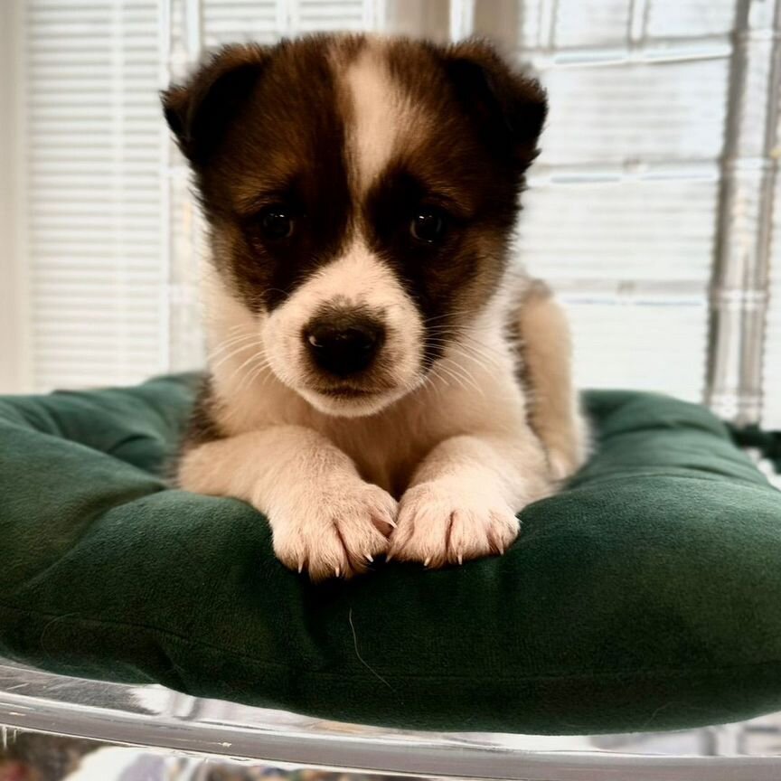 Классный малыш в добрые руки