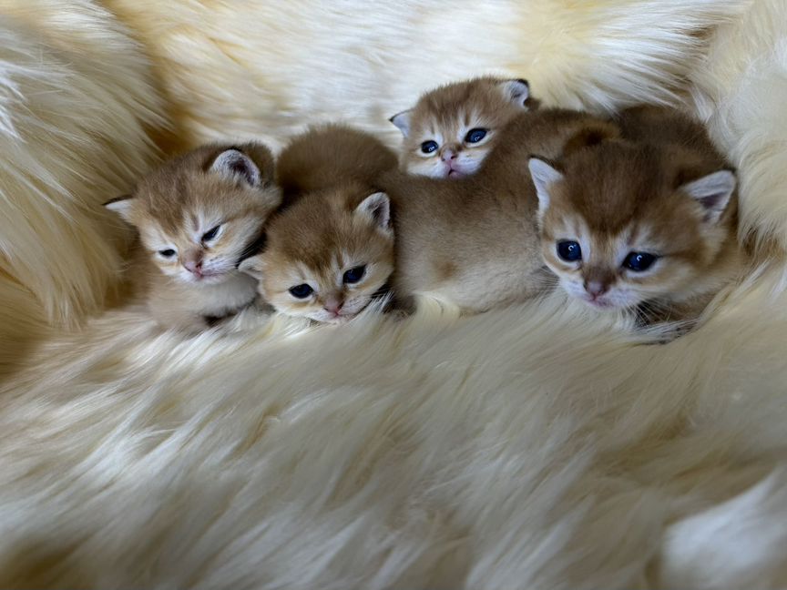 Золотая шиншилла