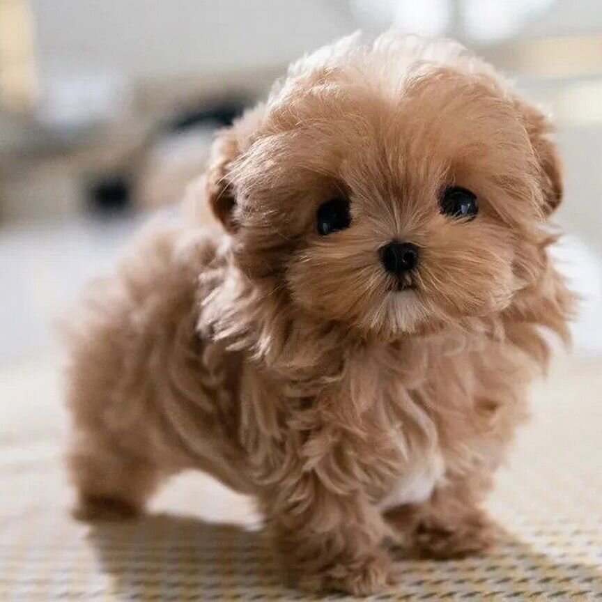 Мальтипу, щенок