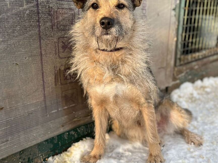 Красивый пёс ожидает в приюте