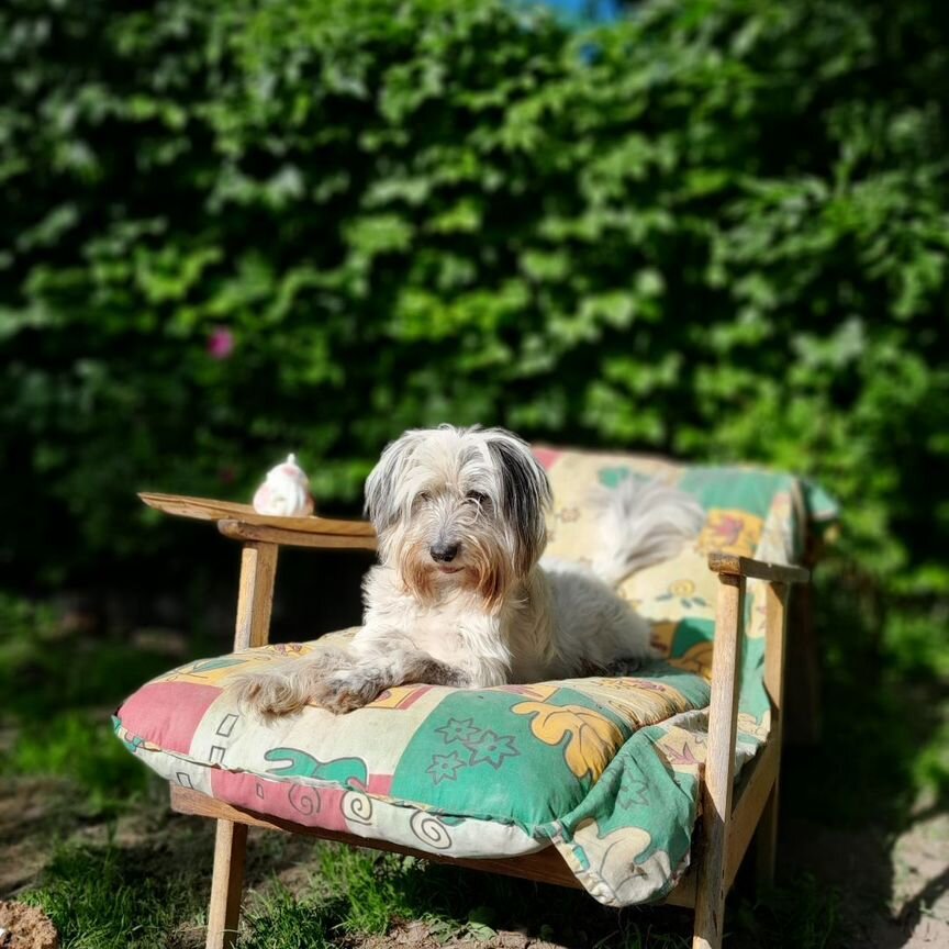 Собака в добрые руки