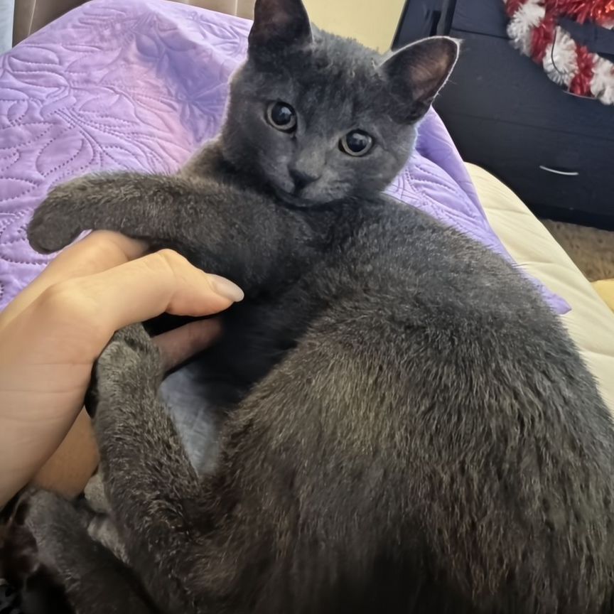 Британский короткошёрстный котёнок