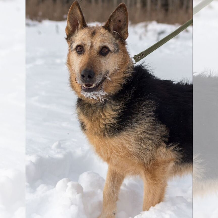 Взрослая собака в добрые руки