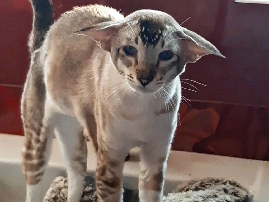 Ориентальный король