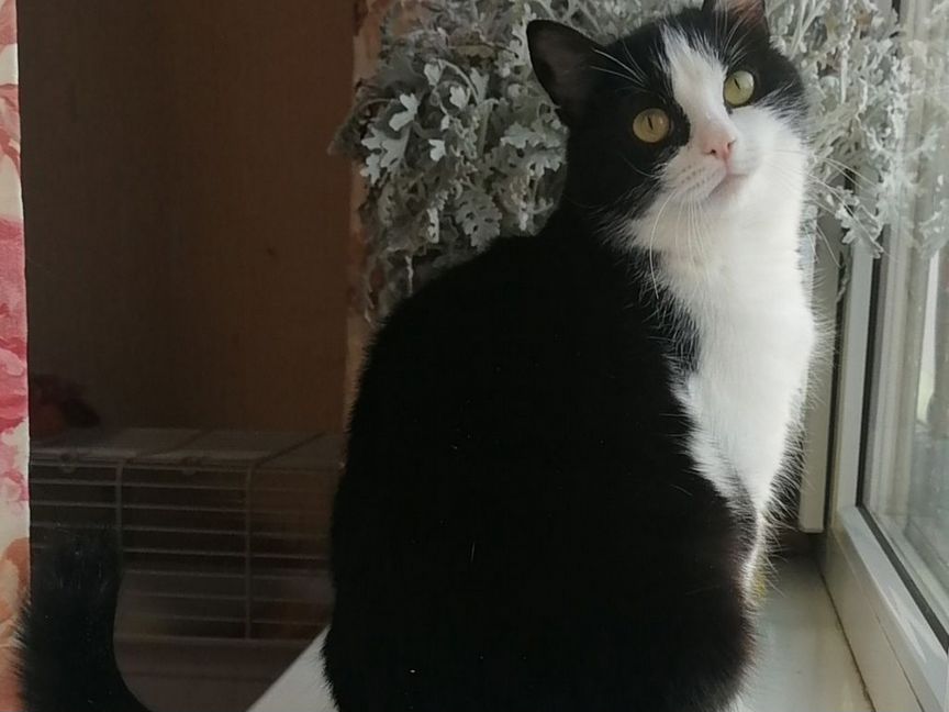 Кошечка, возраст 10 мес