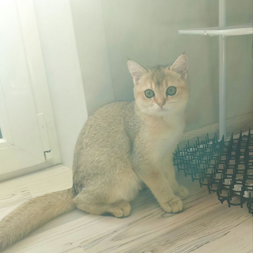 Котенок с приданым и прививками