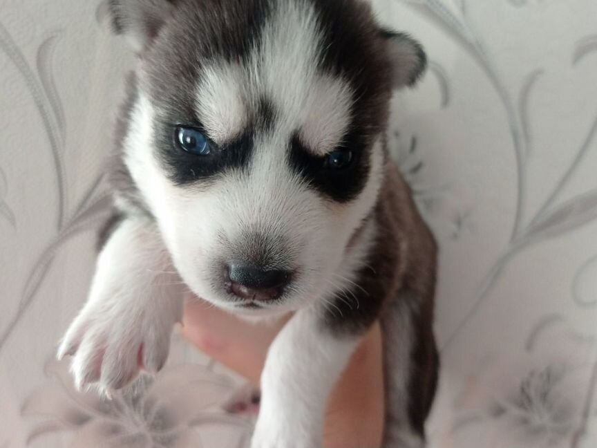 Маленькие комочки хаски